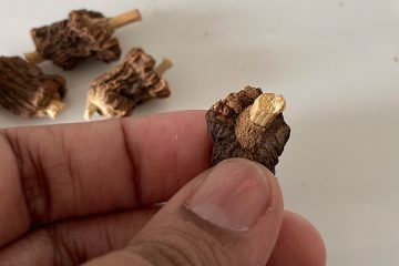 Nannari Sarbath Recipe | Nannari Syrup Recipe- Sharmis Passions